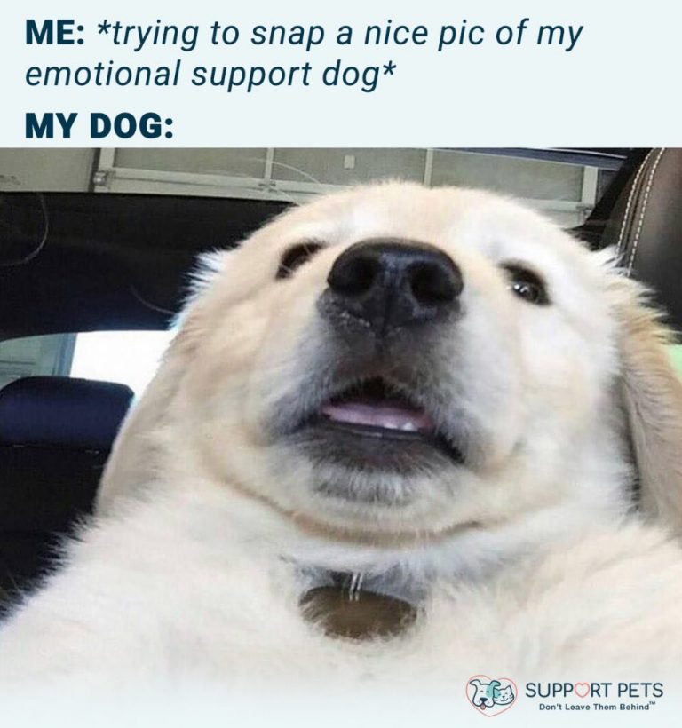 9 Memes ESA Owners Can Relate To - Support Pets