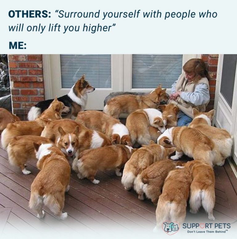 9 Memes ESA Owners Can Relate To - Support Pets