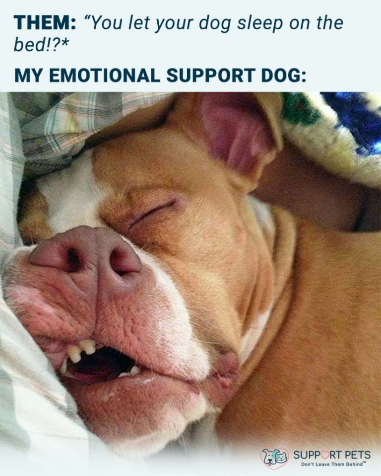 9 Memes ESA Owners Can Relate To - Support Pets