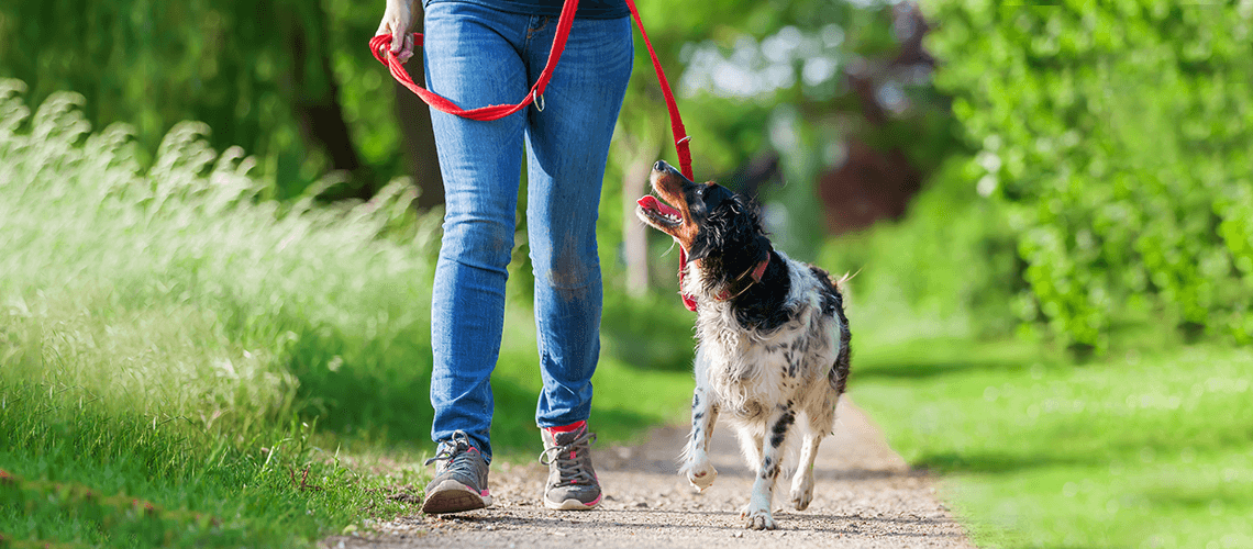 How to Prepare Your ESA for Outings - Support Pets