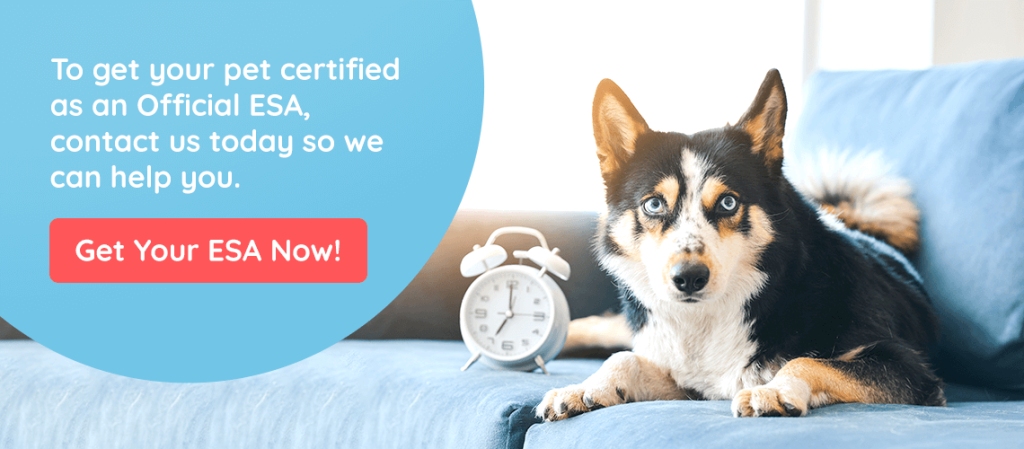 Does Daylight Savings Time Mess With Your Pet's Schedule? - Support Pets