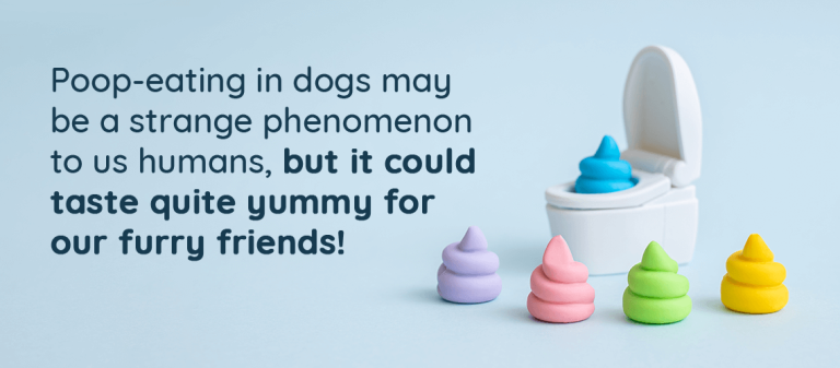 The Surprising Psychology Behind Dog Poop Eating - Support Pets