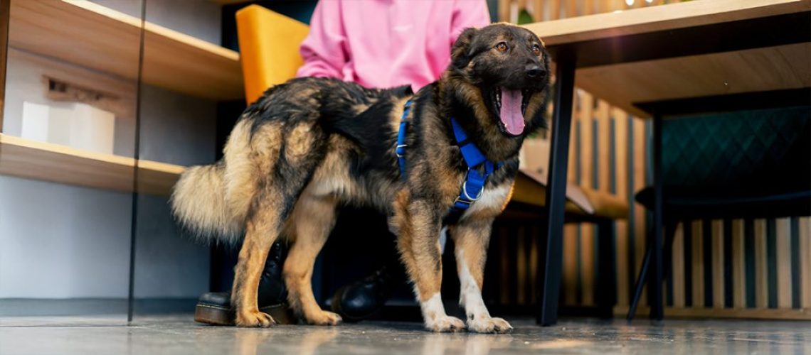 Can Dogs Have Autism? Decoding Canine Behavior