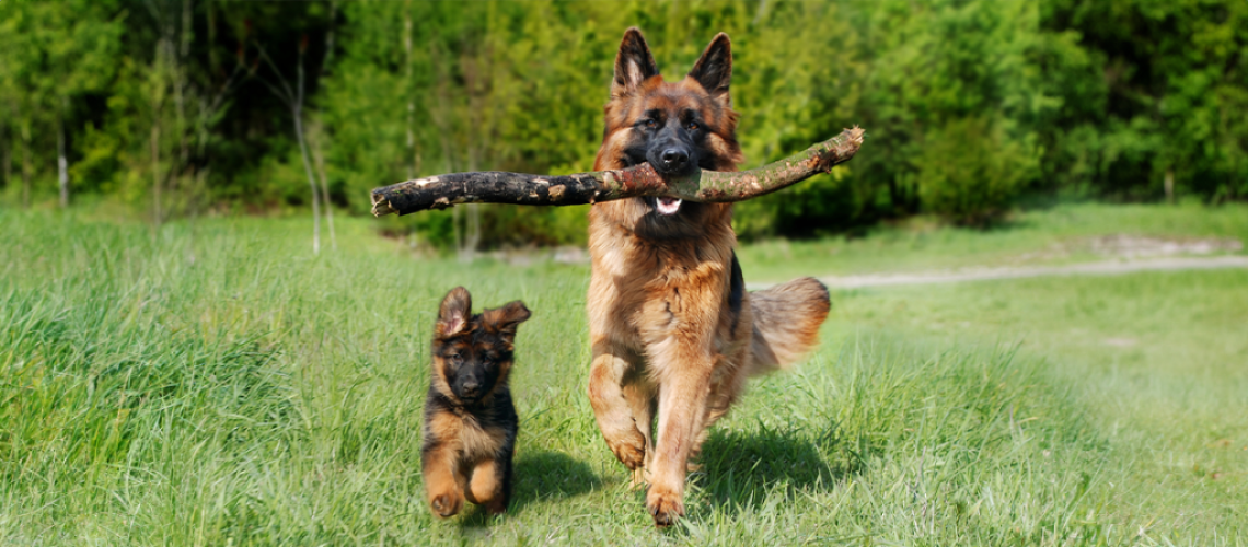 Miniature German Shepherds as Emotional Support Animals - Support Pets